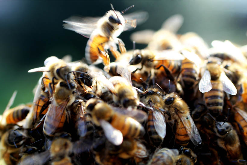Washington researchers warn of serious decline in honey bee colonies in ...