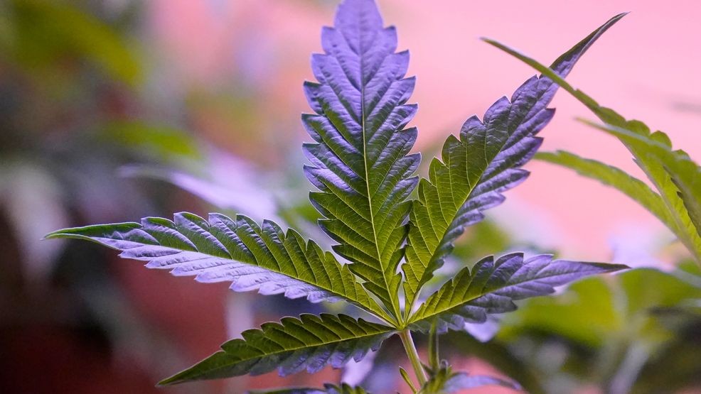 'Pot for Potholes'? Lawmakers propose bold plan to fix Tennessee roads