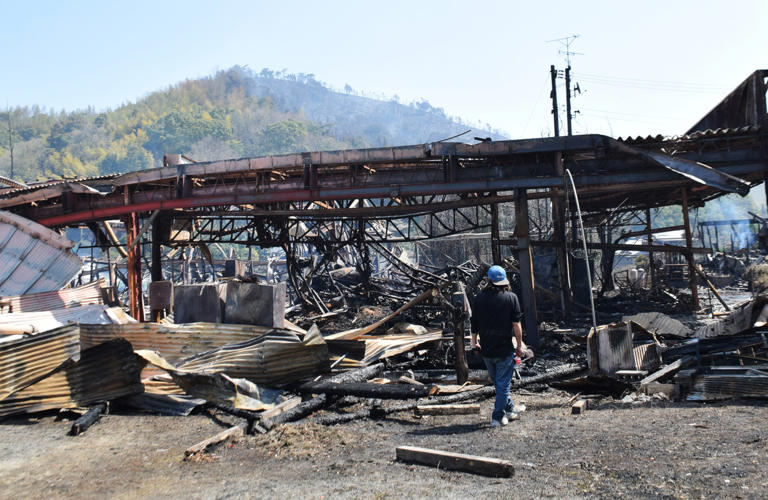 Over 900 hectares destroyed in Ehime, Okayama wildfires