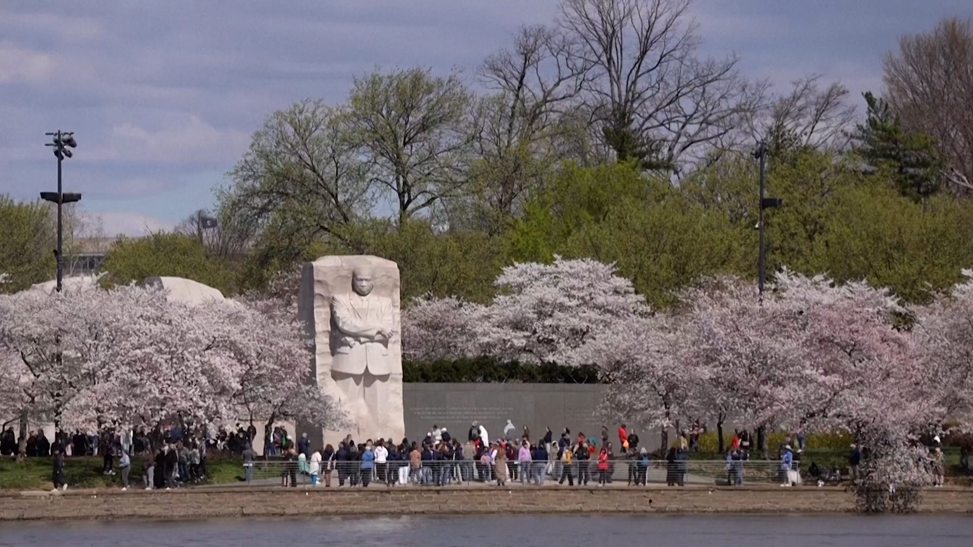 It's cherry blossom season in DC as trees hit peak bloom