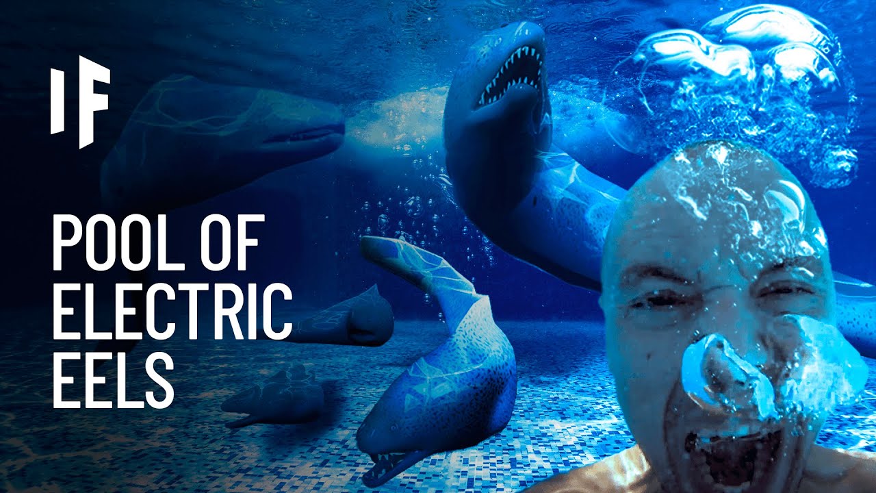 Electric Eels: What Happens If You Fall In?