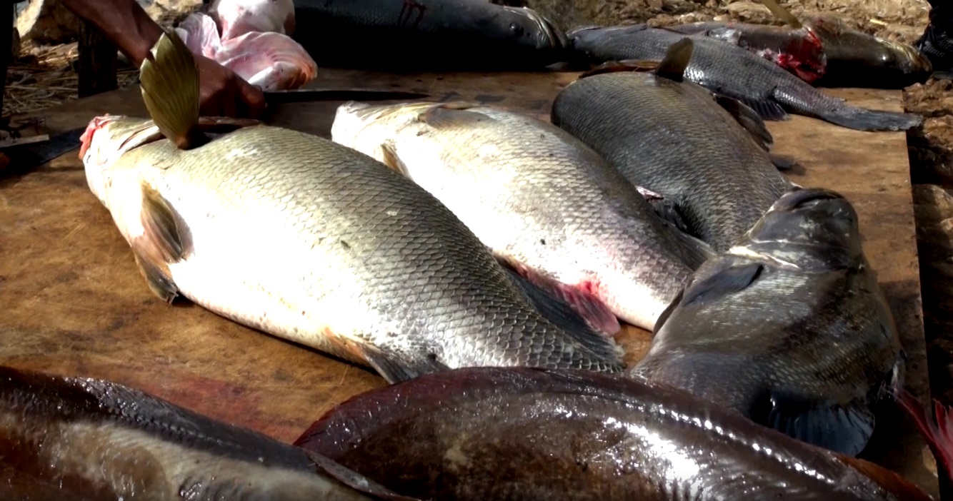 Over 14,000 Kilograms of Fish Being Harvested Daily from GERD