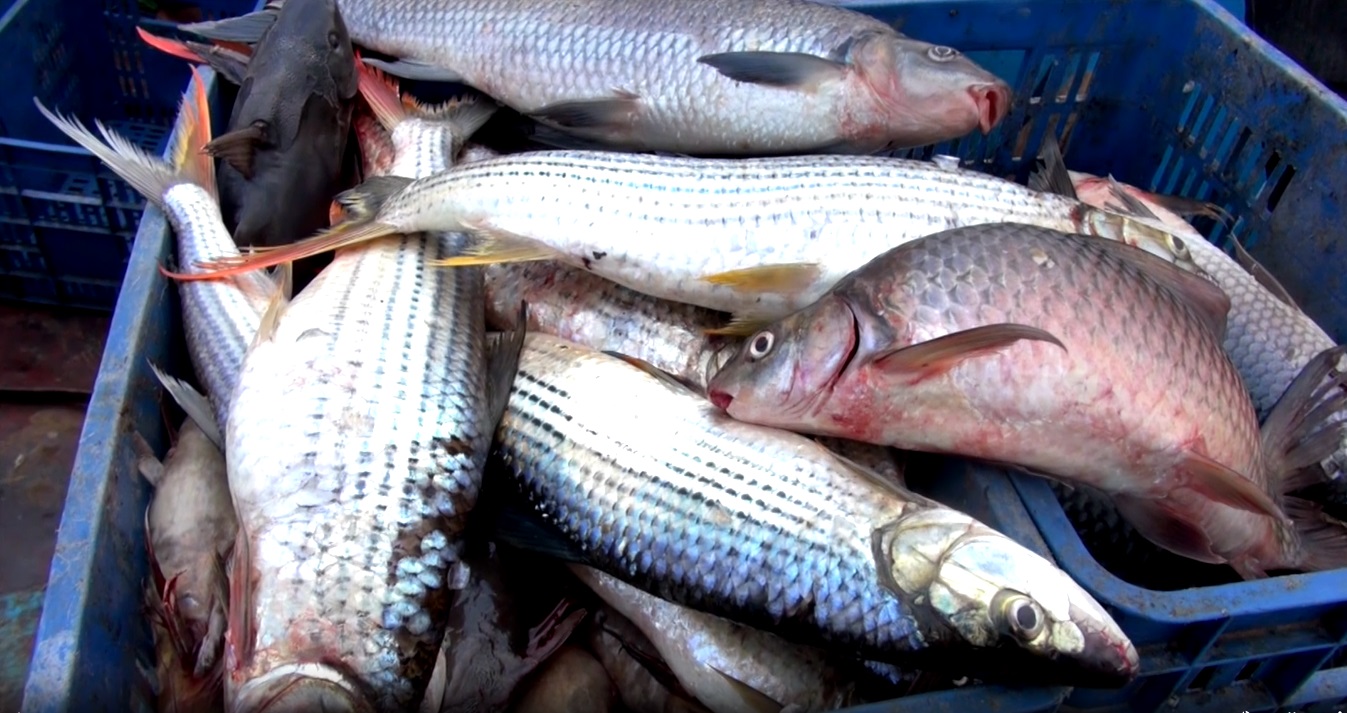 Over 14,000 Kilograms of Fish Being Harvested Daily from GERD