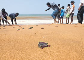 108 Olive Ridley Turtle hatchlings released to sea on Valiyaveli beach