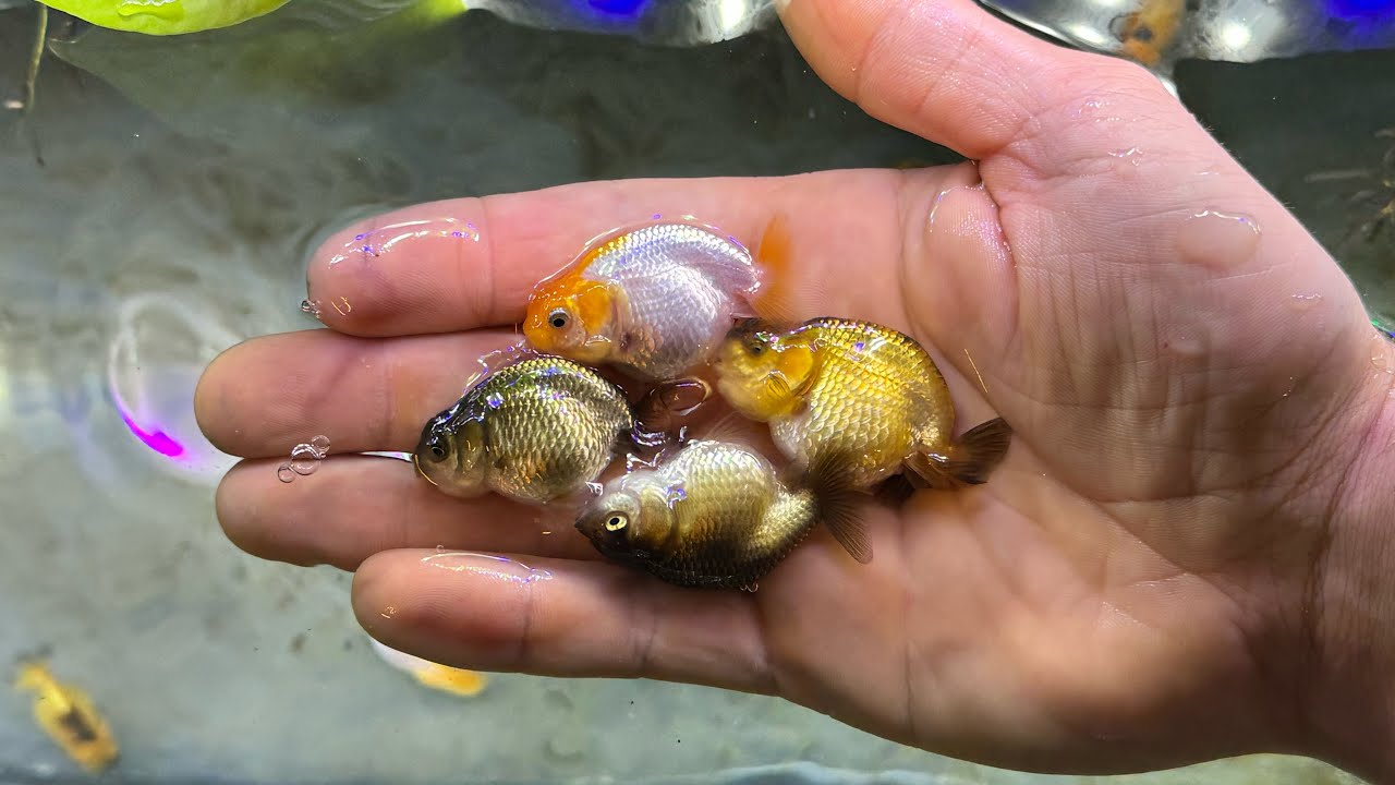 Culling Ranchu Goldfish
