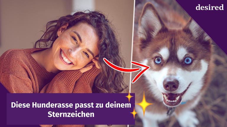 Bei Hitze beliebt: Dürfen Hunde eigentlich Wassermelone bekommen?