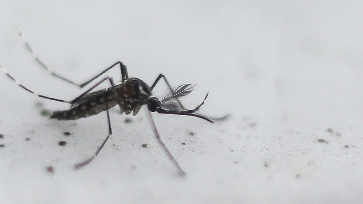 Medikament für Stoffwechsel: Kontaminiertes Blut vergiftete Malariamücken