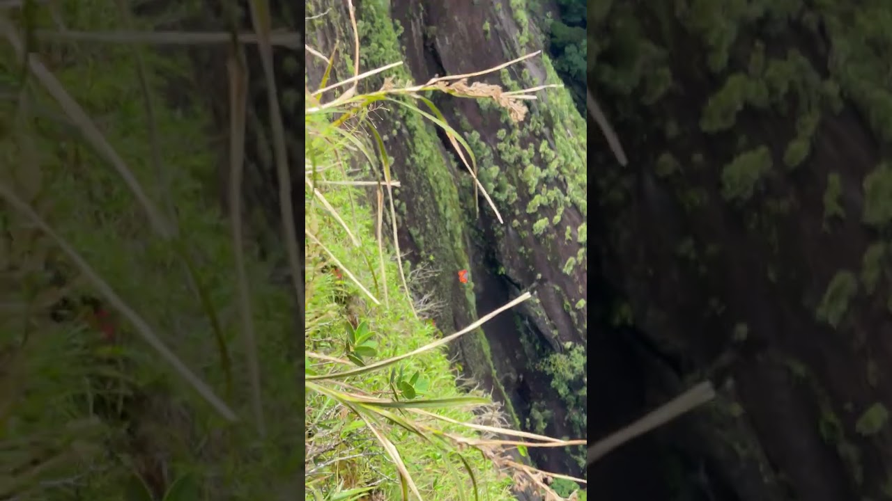 Sweet Wingsuit BASE Jump above the Jungle