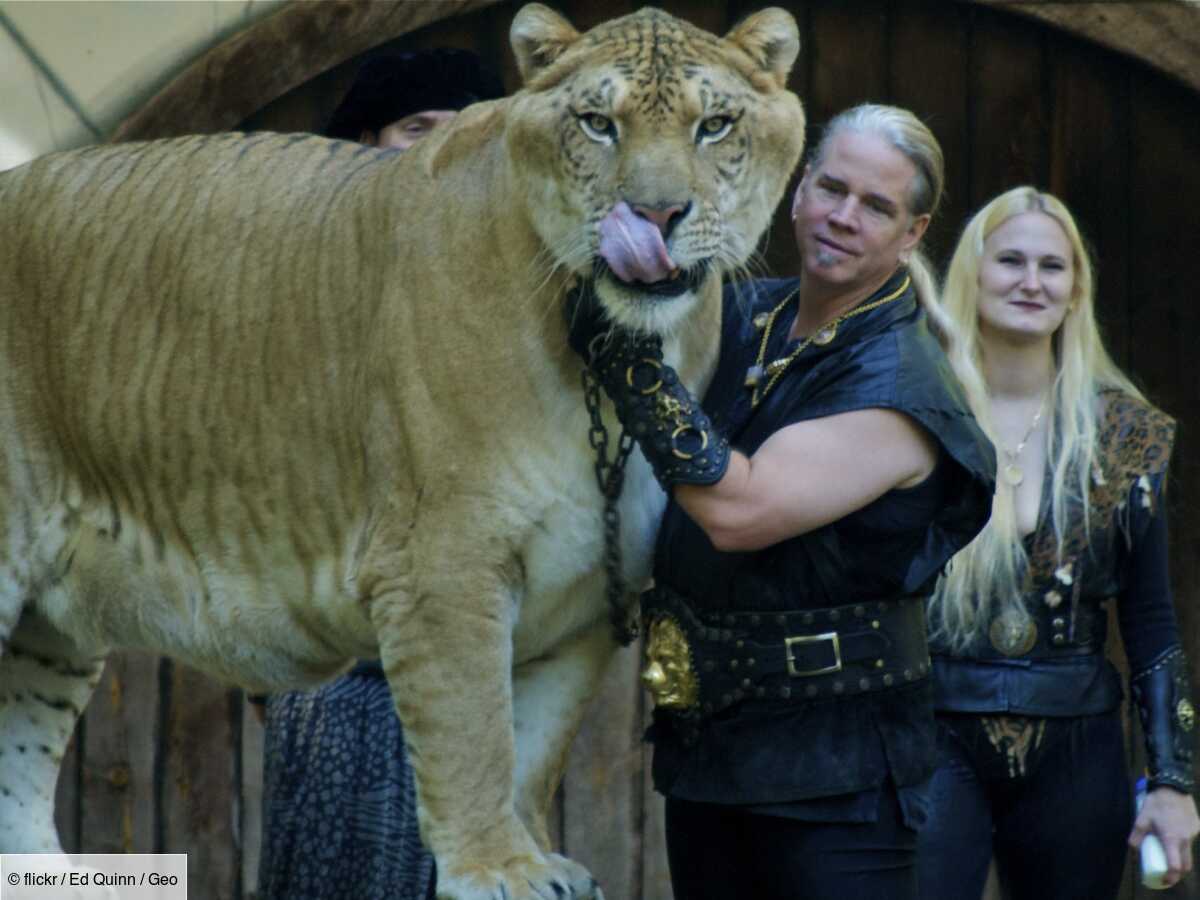 Explorez l'histoire du ligre, un félin géant, hybride, fascinant mais ...