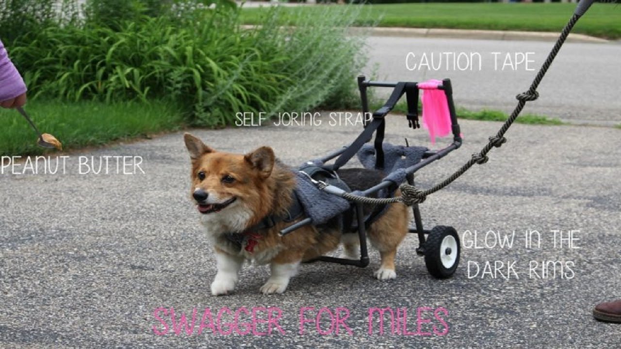 Dog’s Owners Make A Custom Wheelchair Out of PVC Pipe After Their Dog ...