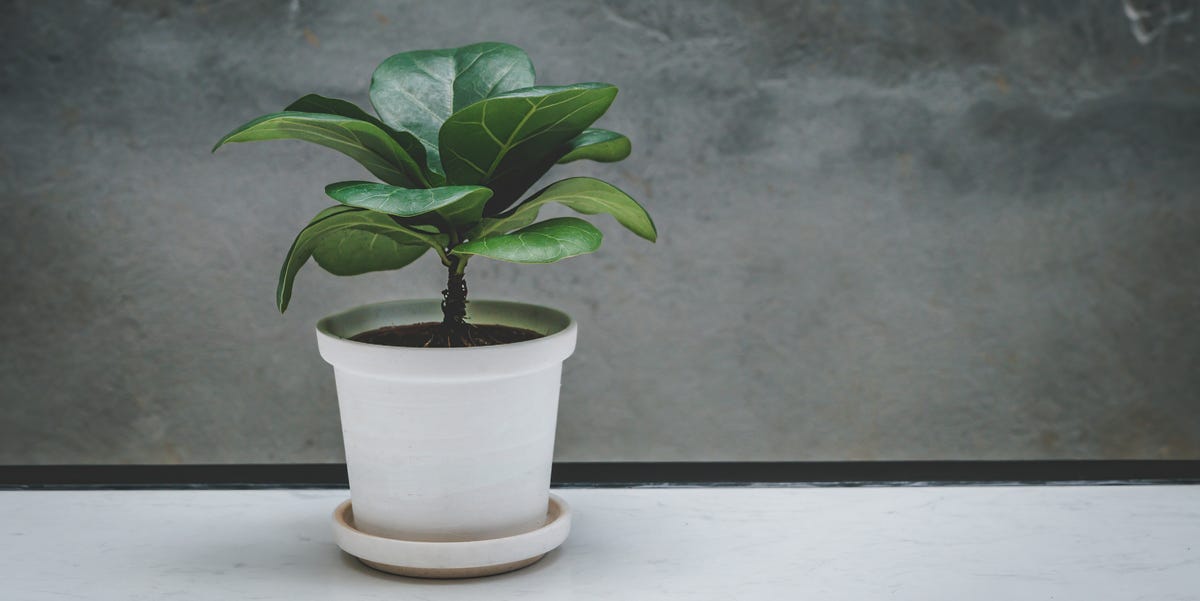 Cuidados del árbol de ficus en interiores: guía esencial