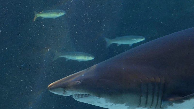 Gen the ragged-tooth shark released back into the big blue after 8 years