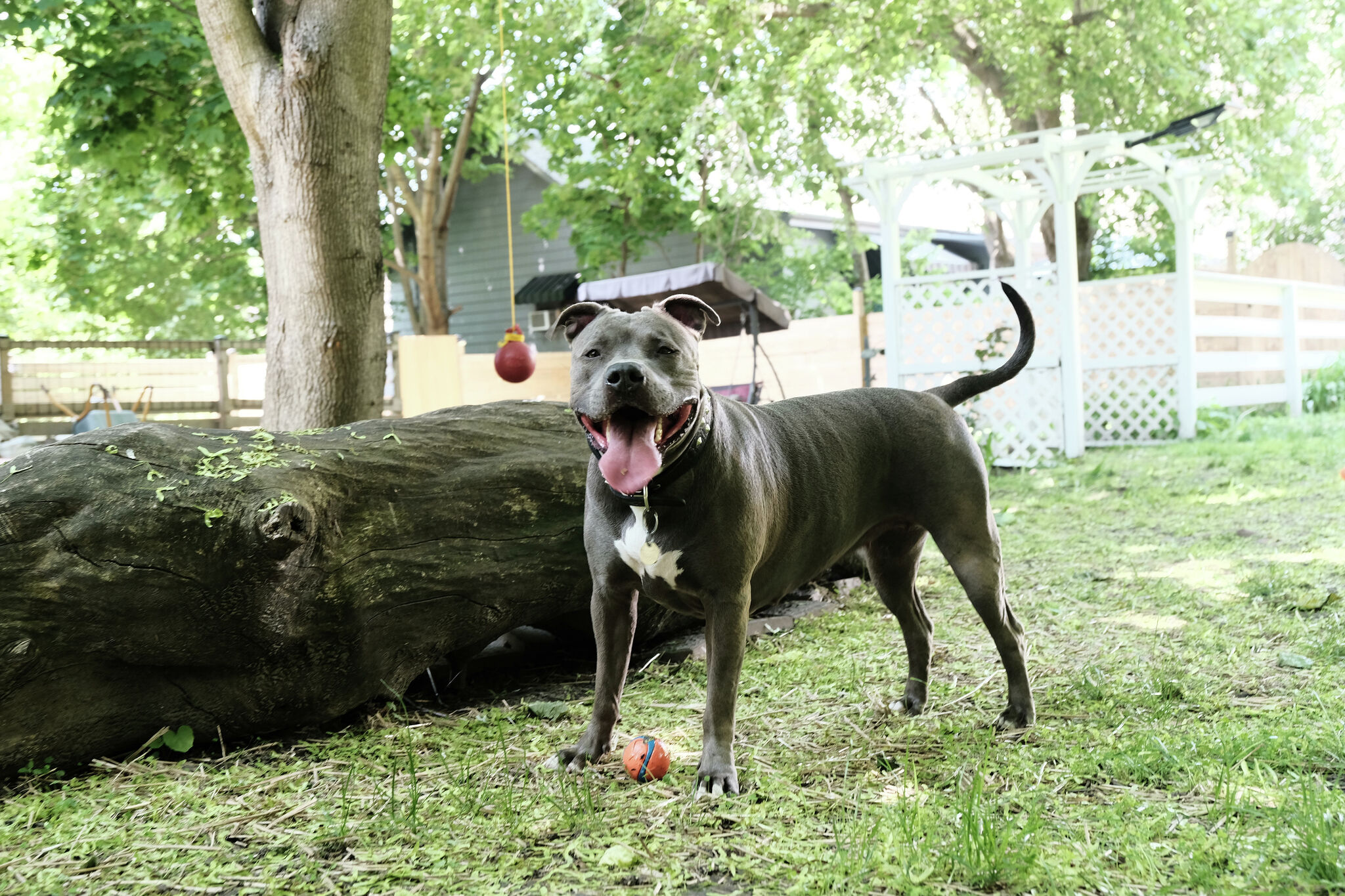 How to stop your dog from pooping indoors