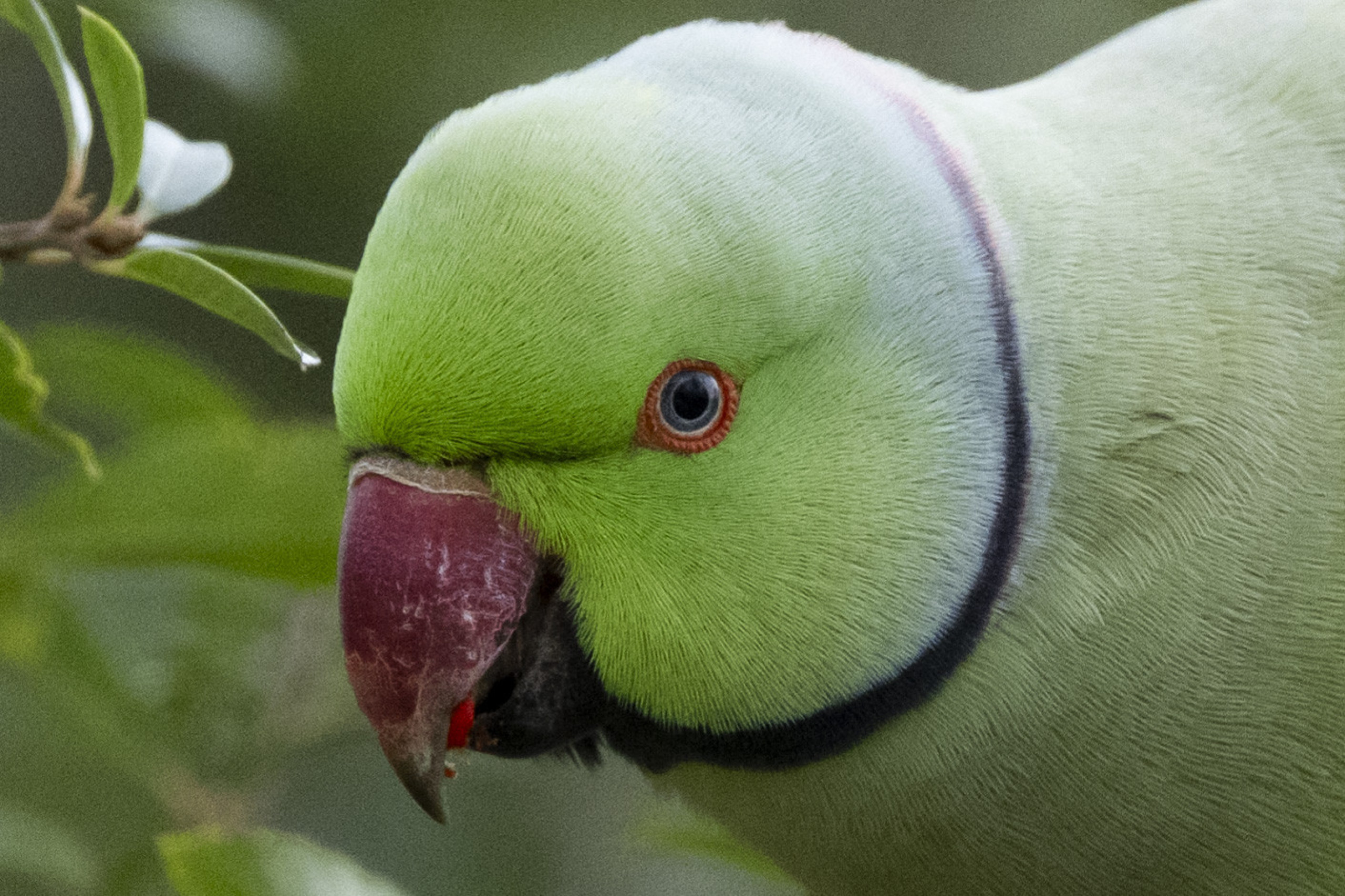 The parakeet phenomenon: how these exotic birds spread across Europe