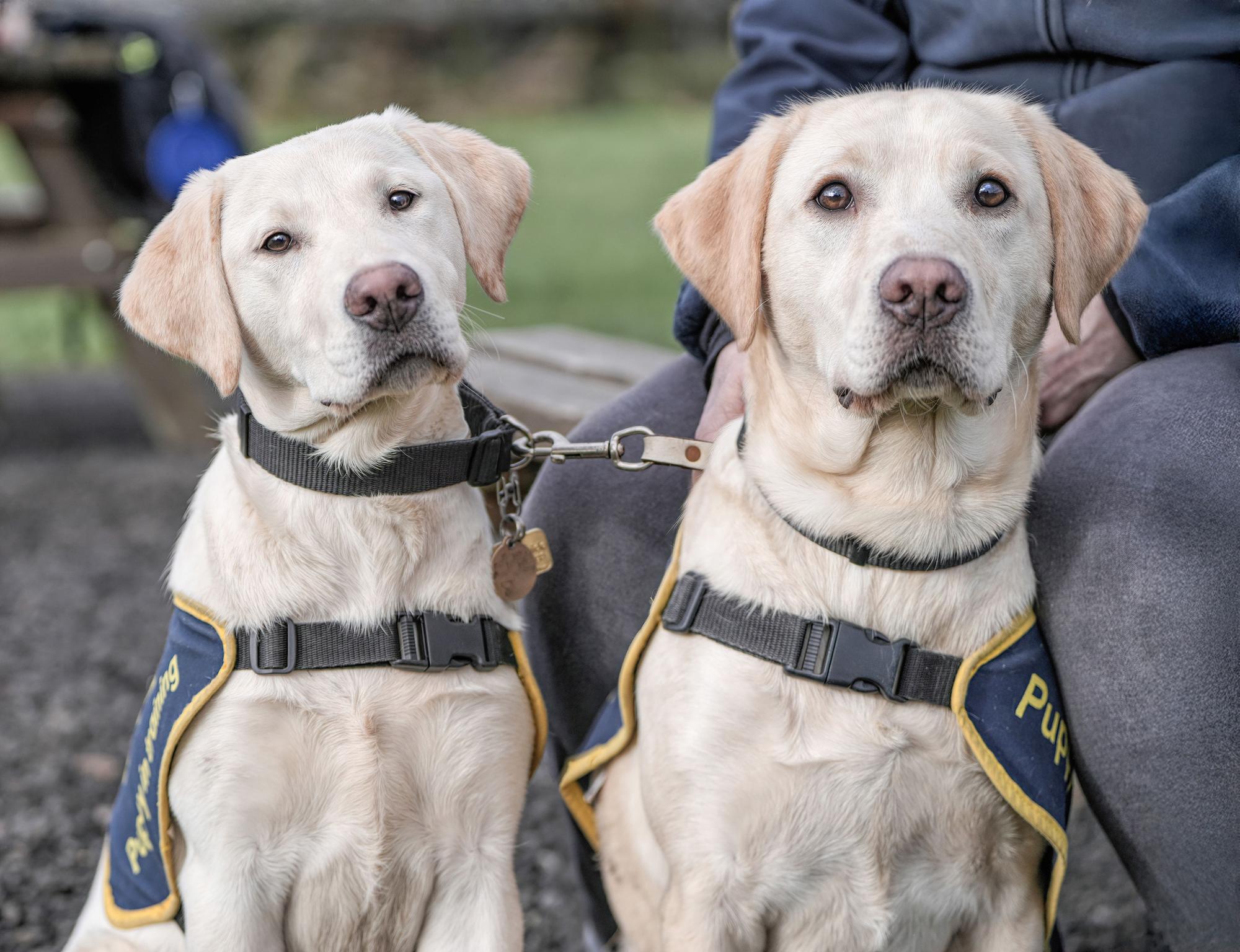 The Sunderland woman helping to raise the next generation of guide dogs