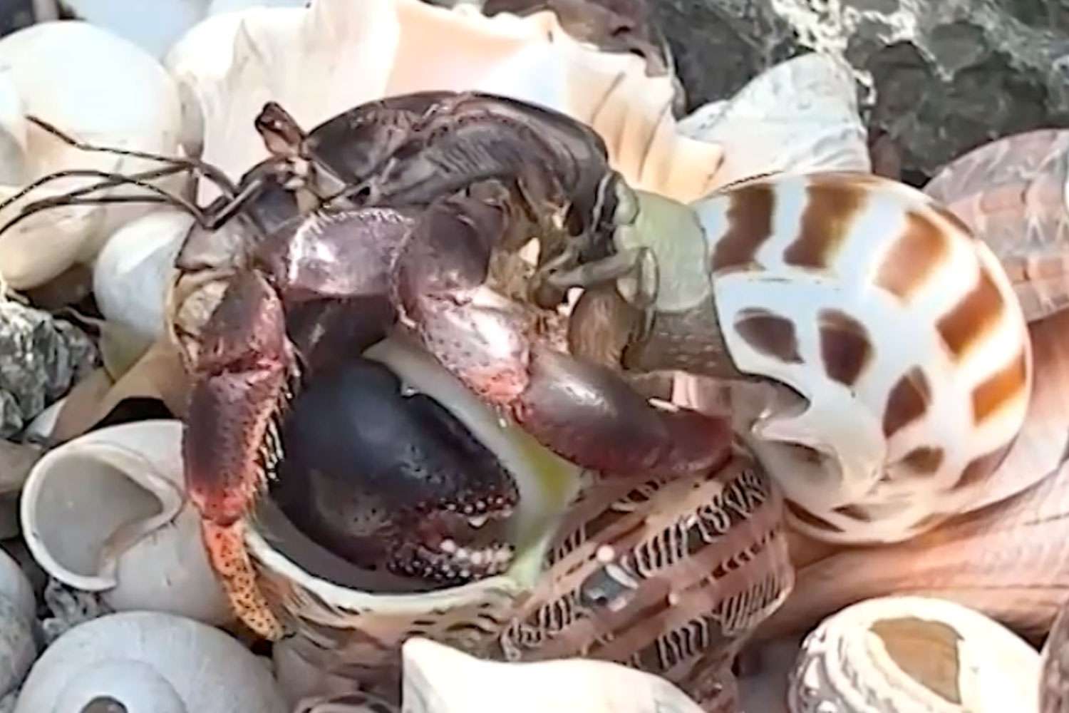 Revealing Video Captures Rare Moment Hermit Crab Changes Shells and ...