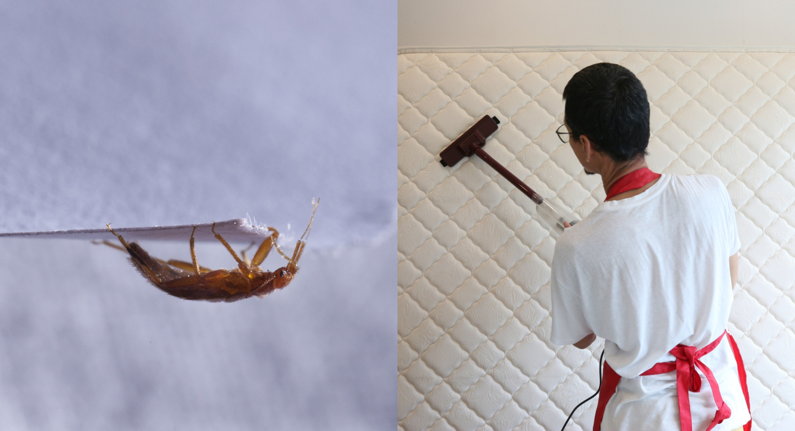 Tout ce qu'il faut savoir sur les punaises de lit