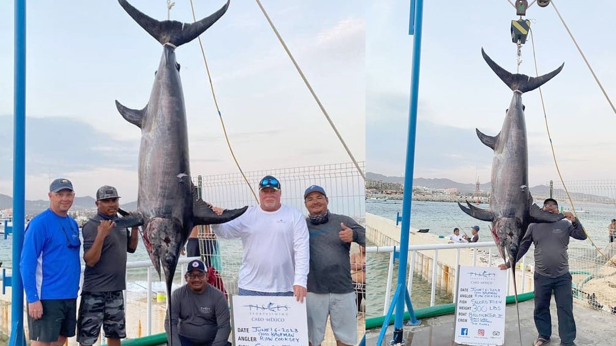 Pez espada, coloso del océano, capaz de soportar amplia gama de ...