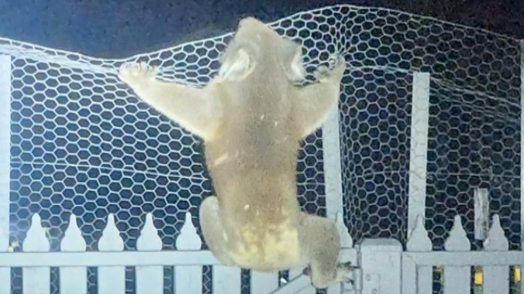 Police respond to Melbourne break-in call to find furry intruder in dog bed