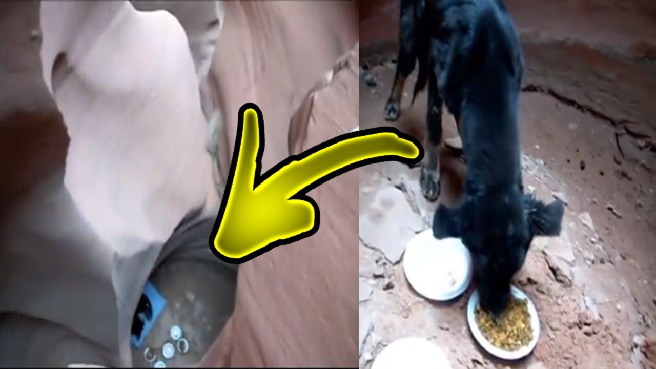 Hiker Risks His Life To Save A Puppy Left To Die 350 Feet Down A Canyon