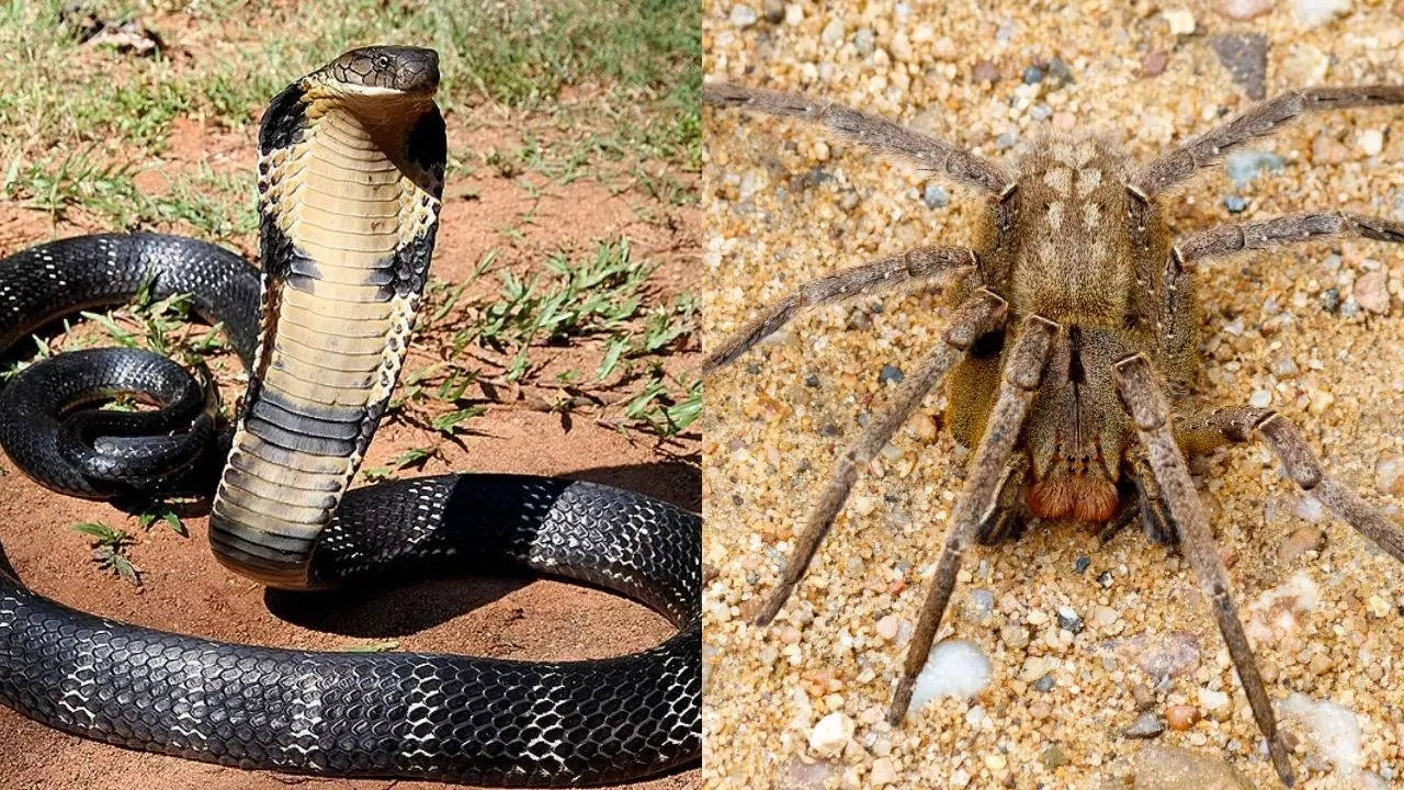 King cobra vs armed spiders: Key differences on the basis of their size ...