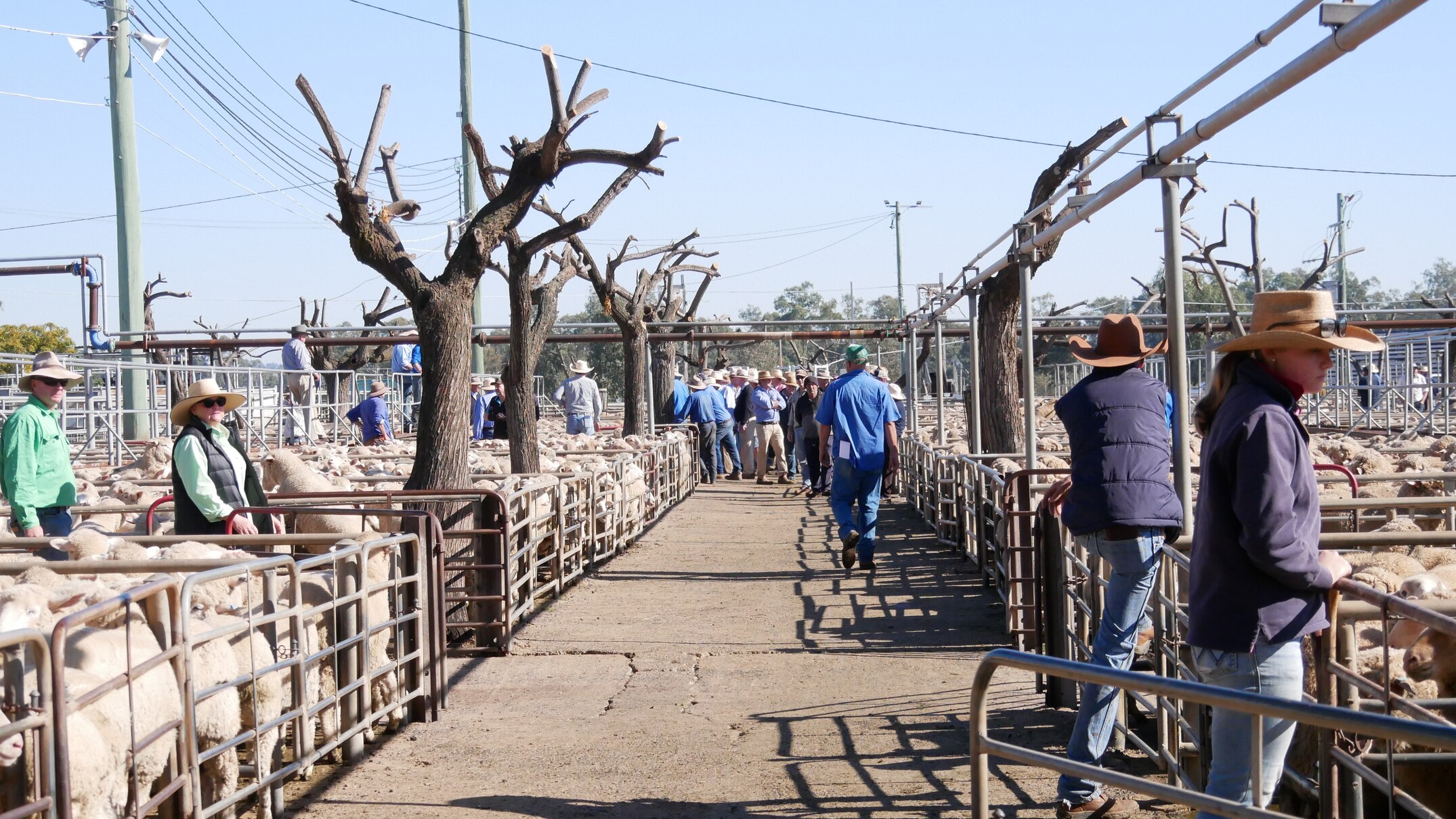 Farmers say inquiry into live sheep export ban impact on NSW a ...