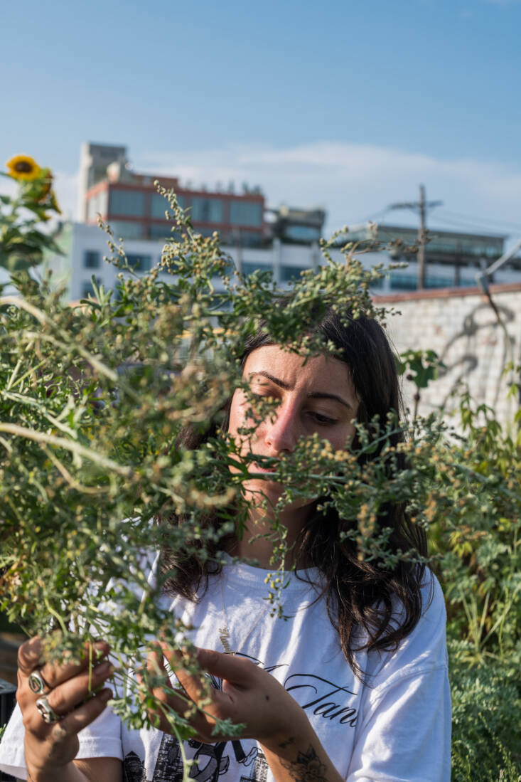 Rethinking Mugwort: There Is a Lot to Love About This Demonized Herb