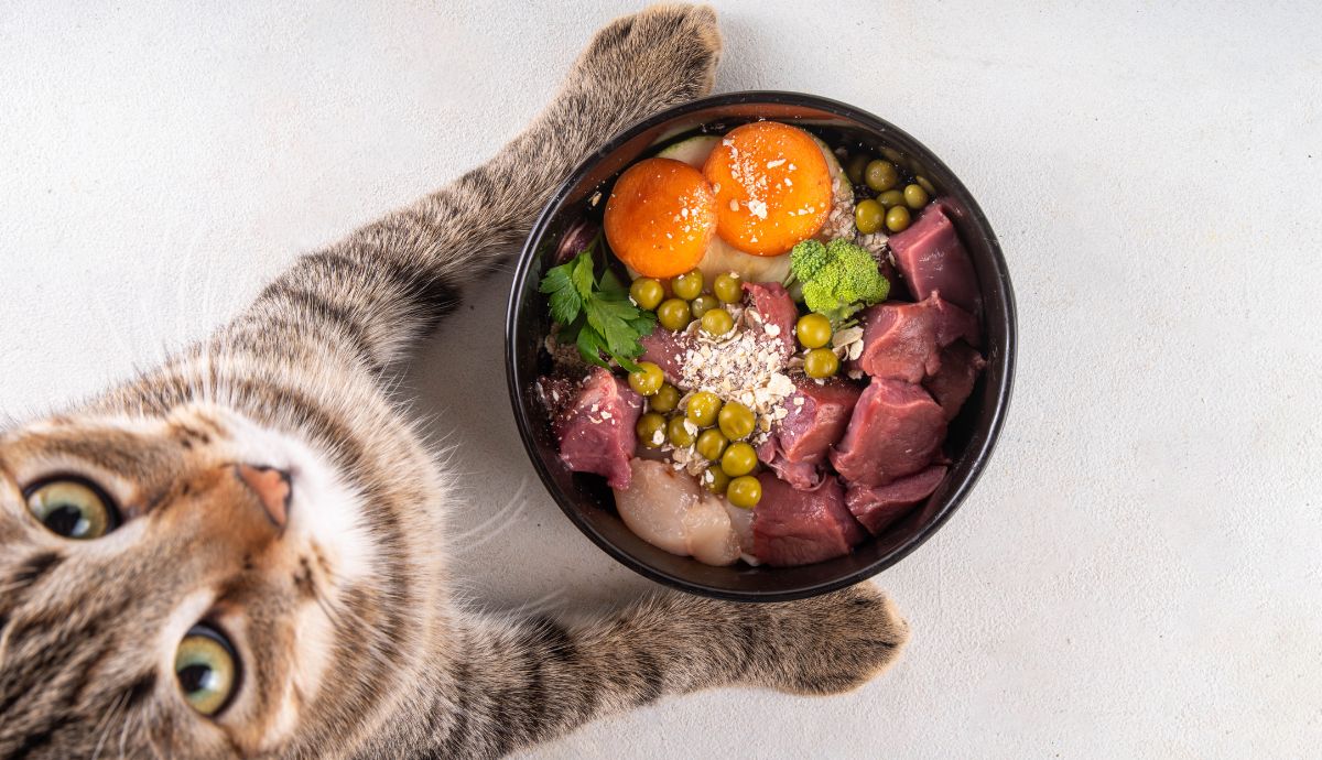 How to Make Homemade Cat Food