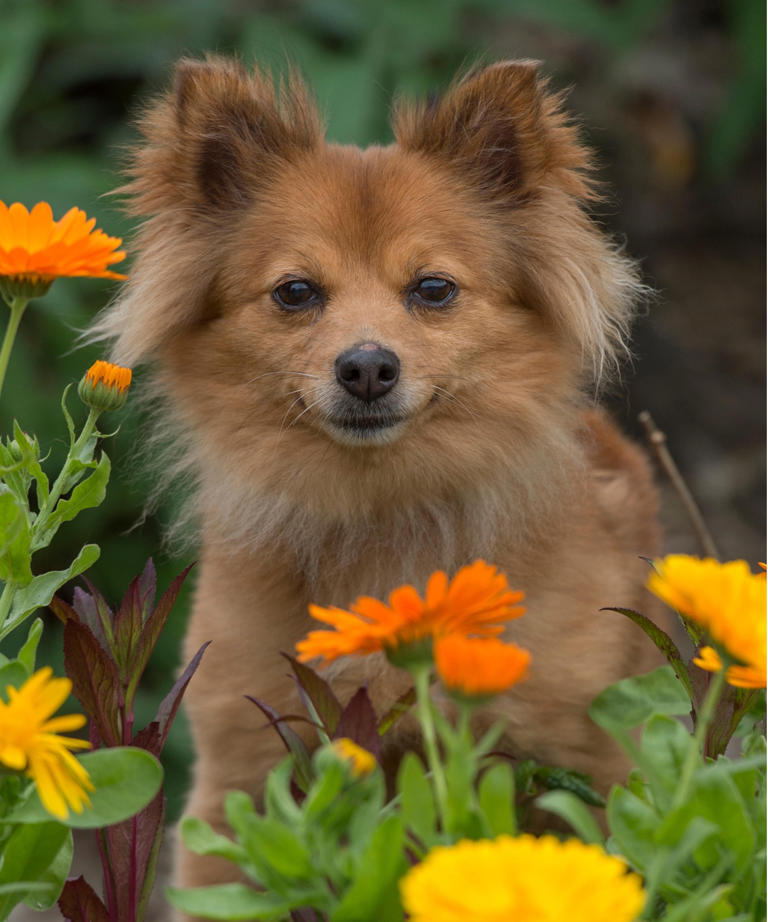 5 dog-friendly plants – garden and veterinary experts guarantee they're ...