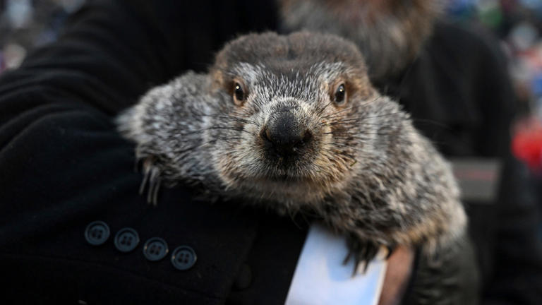 Results are in: Was Punxsutawney Phil's prediction correct?