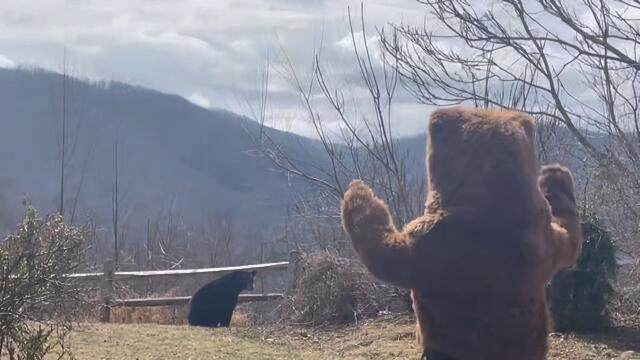 Bear Scared Off by Man in Bear Costume