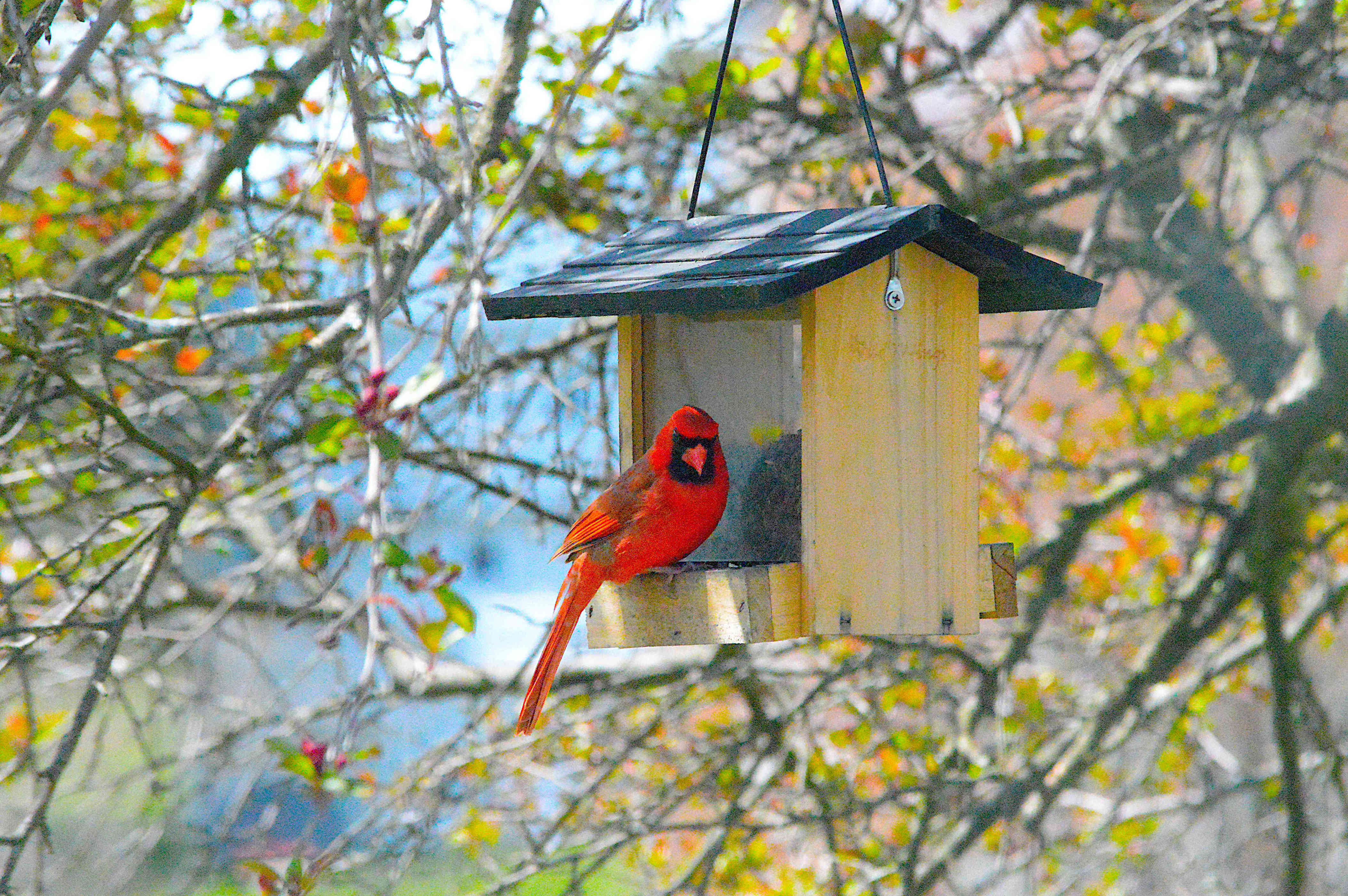 How To Attract Birds To Your Feeder, According To An Expert