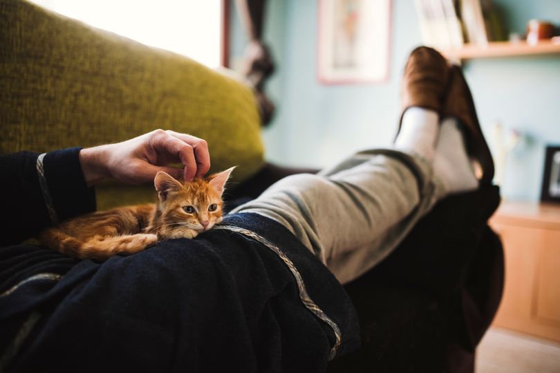 Cat owner 'outsmarts' pet refusing to have its medicine with 'genius' hack