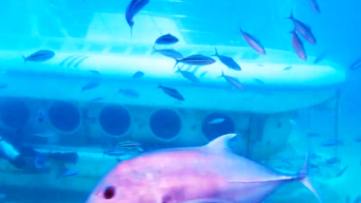 Six confirmed dead, many injured, in Egypt tourist submarine disaster