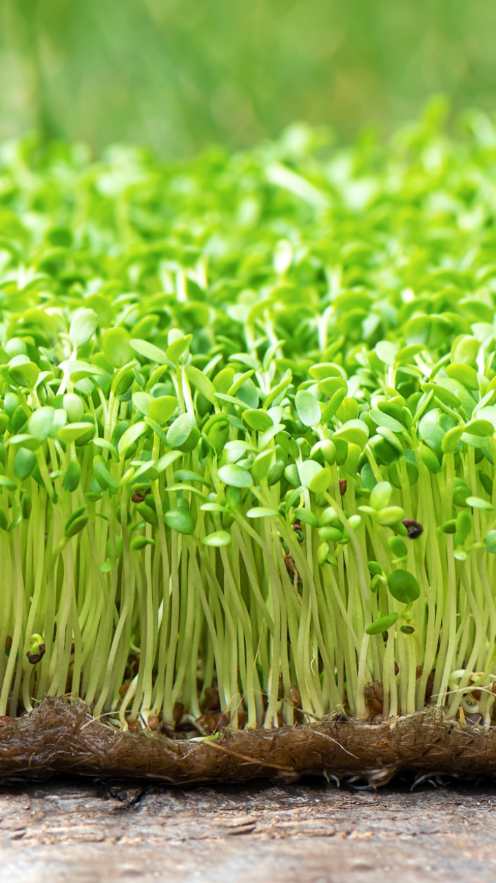 9 tips to grow chia seeds at home