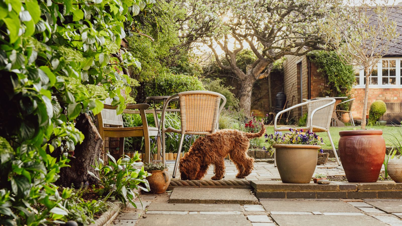 5 dog-friendly plants – garden and veterinary experts guarantee they're ...