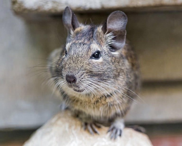 13 Cheap Pets That Are Easier To Care For Than Cats and Dogs