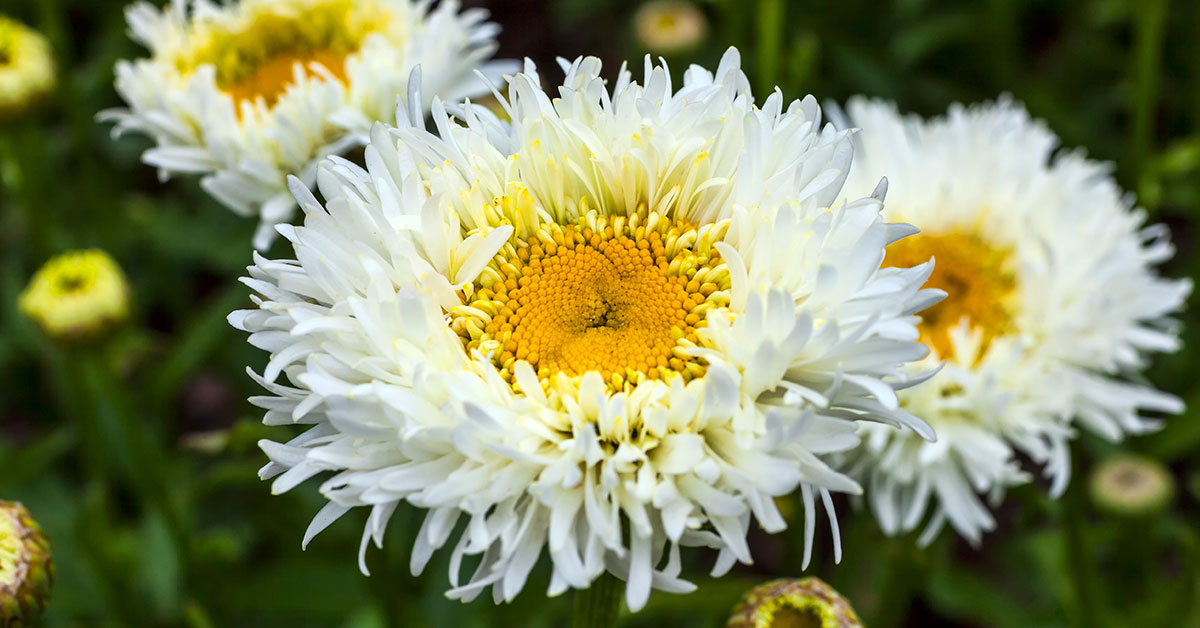 16 Perennial Flowers That Thrive In a Low-Maintenance Garden