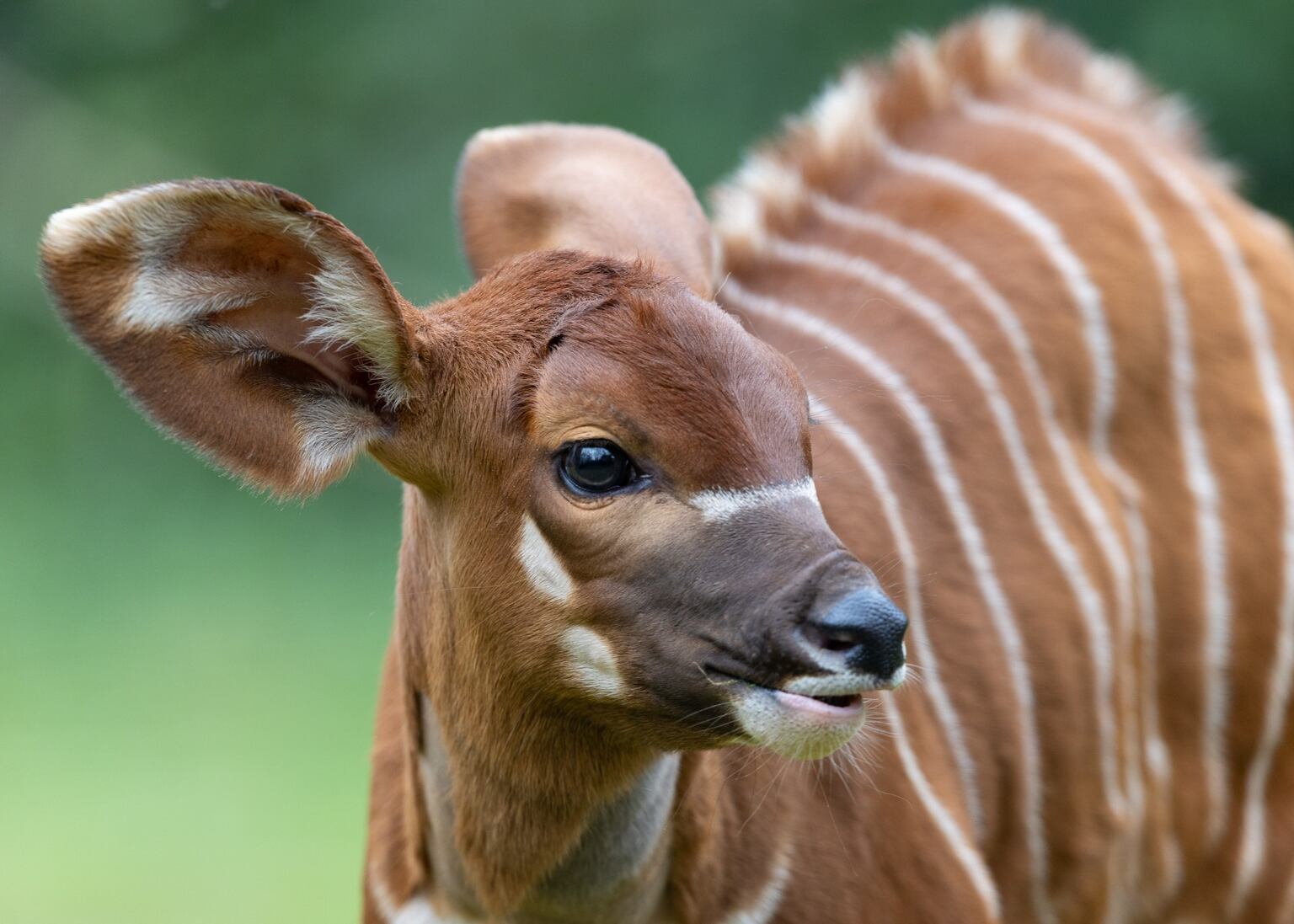Dublin Zoo announces arrival of critically endangered eastern bongo calf