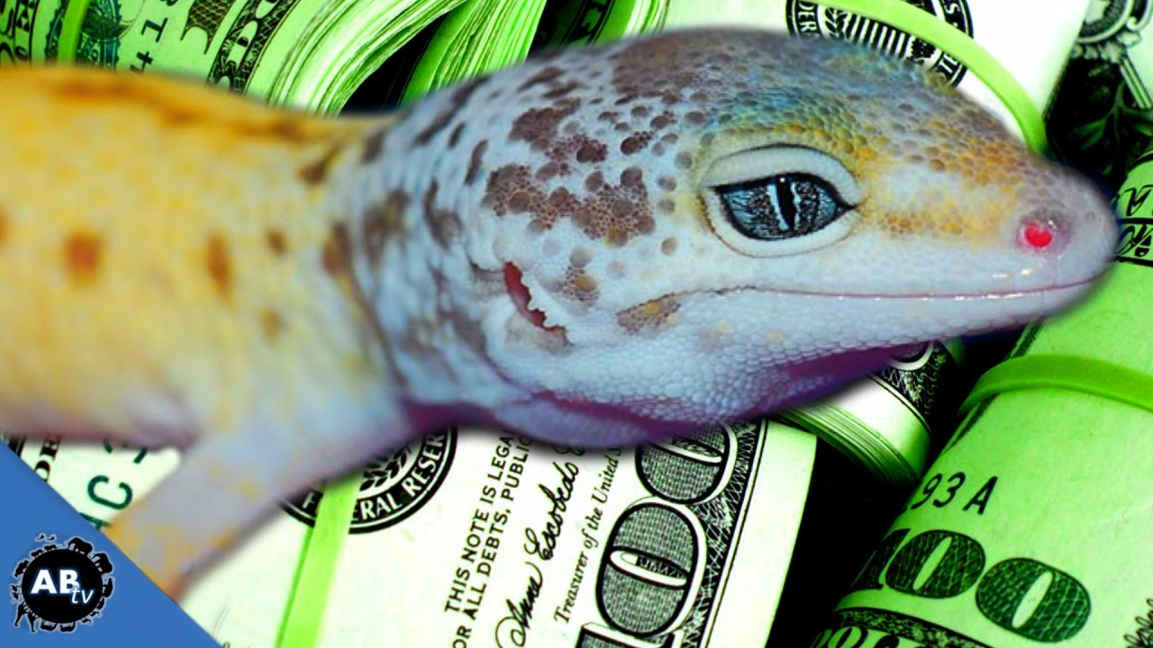 This Leopard Gecko Costs $10,000!