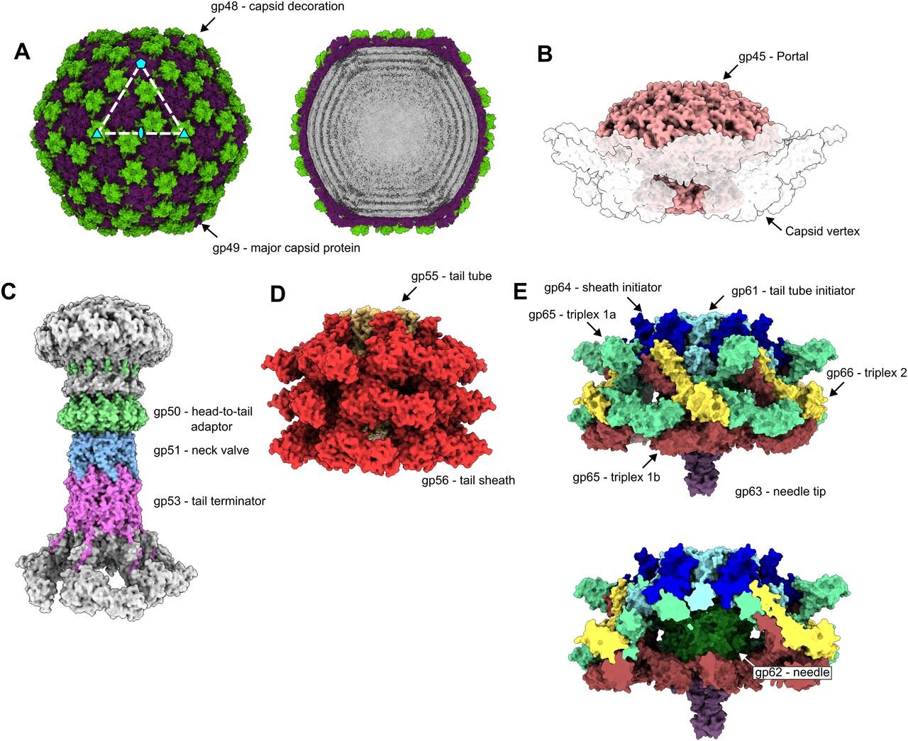 Fighting bacteria with viruses: Important step to treating antibiotic ...
