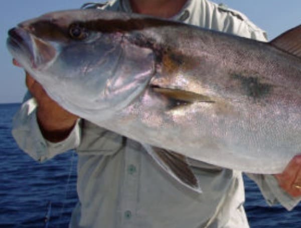 Florida Atlantic Greater Amberjack Recreational Harvest Closes April 1st