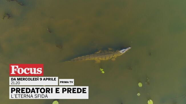 Predatori e prede. L'eterna sfida