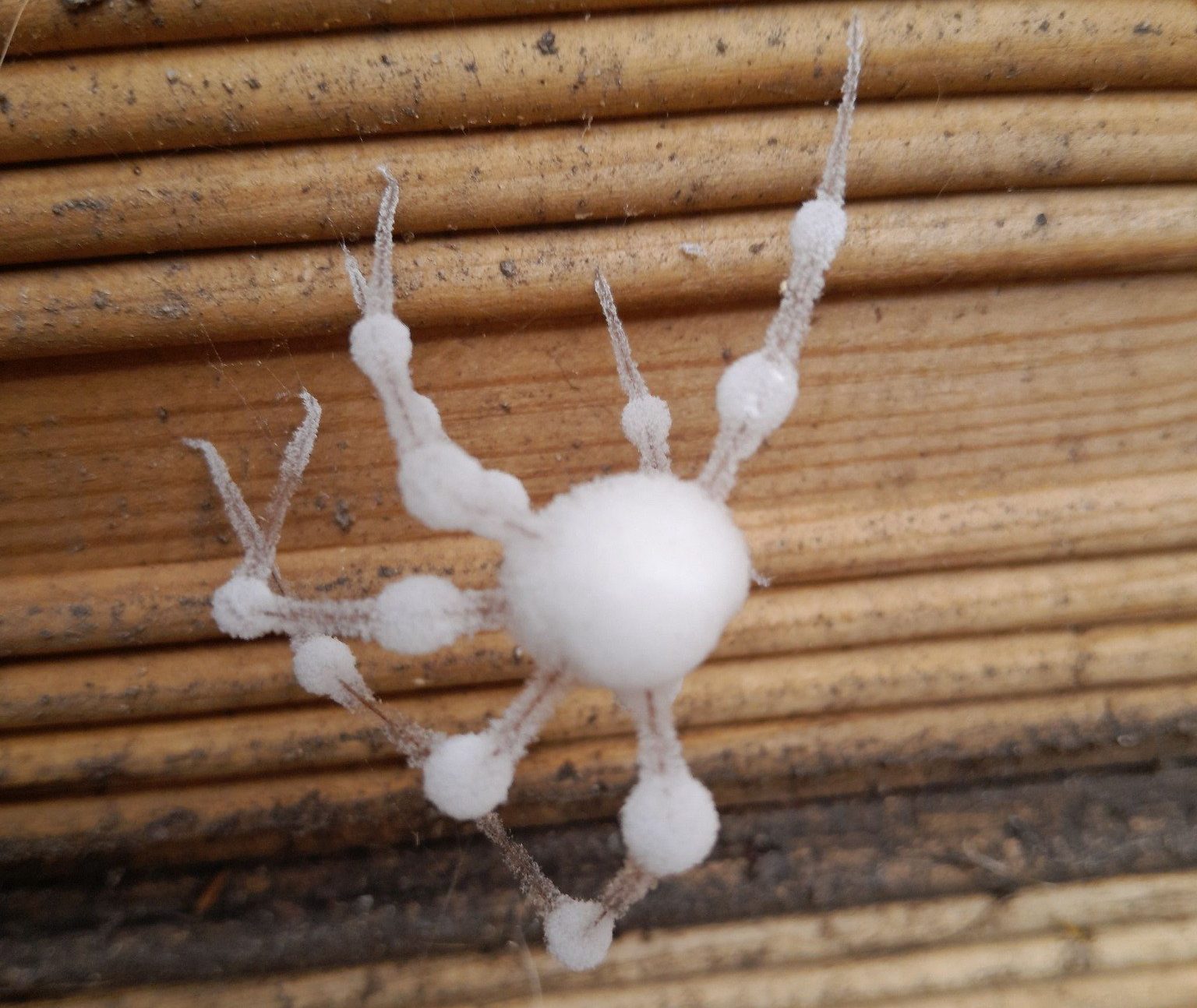 Fungus-infected 'zombie spiders' have invaded London