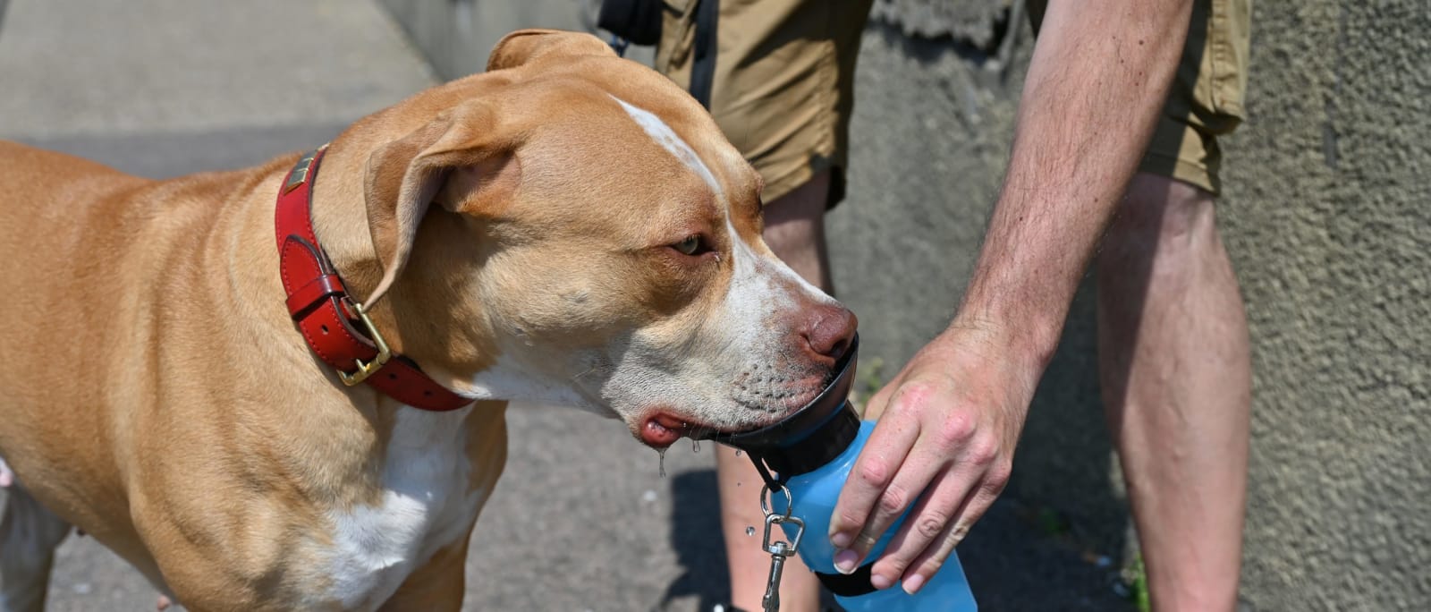 Former NFL Star LeShon Johnson Hit With Charges After Allegedly Running ...