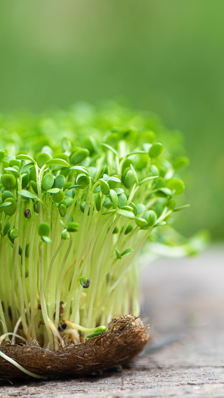 9 tips to grow chia seeds at home