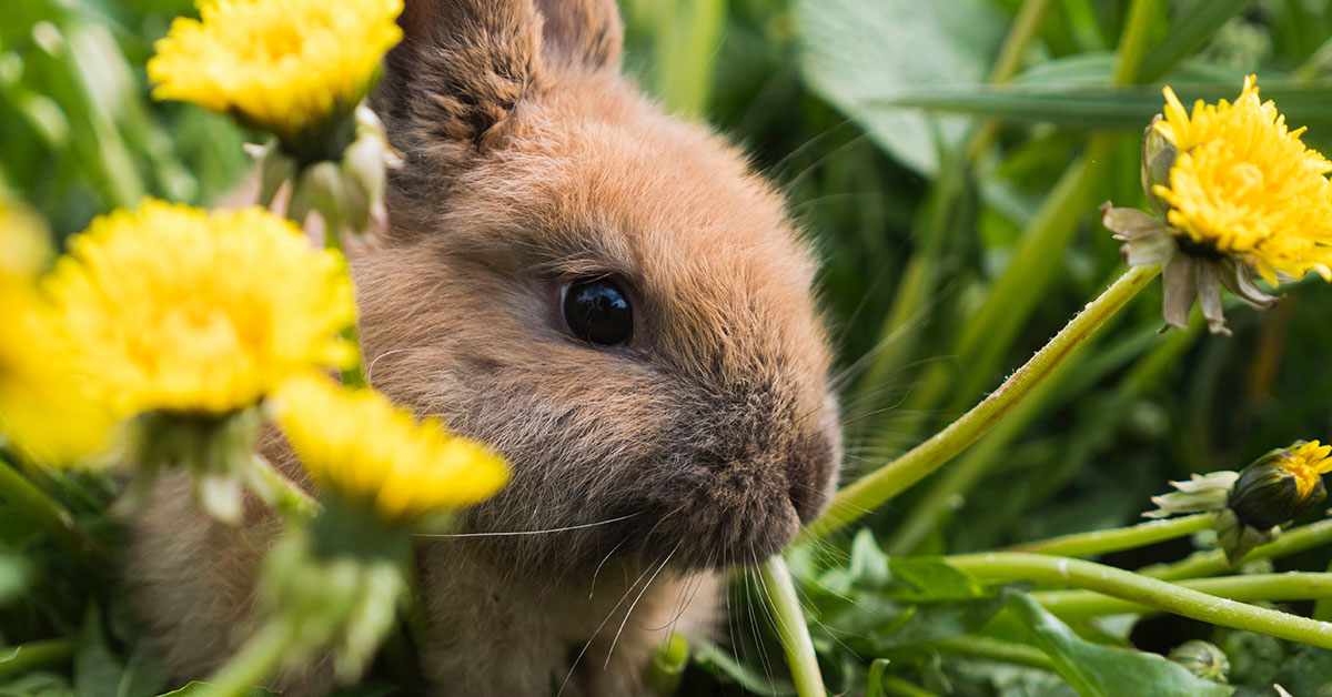 What You Should Do If You Find Baby Bunnies In Your Yard This Spring