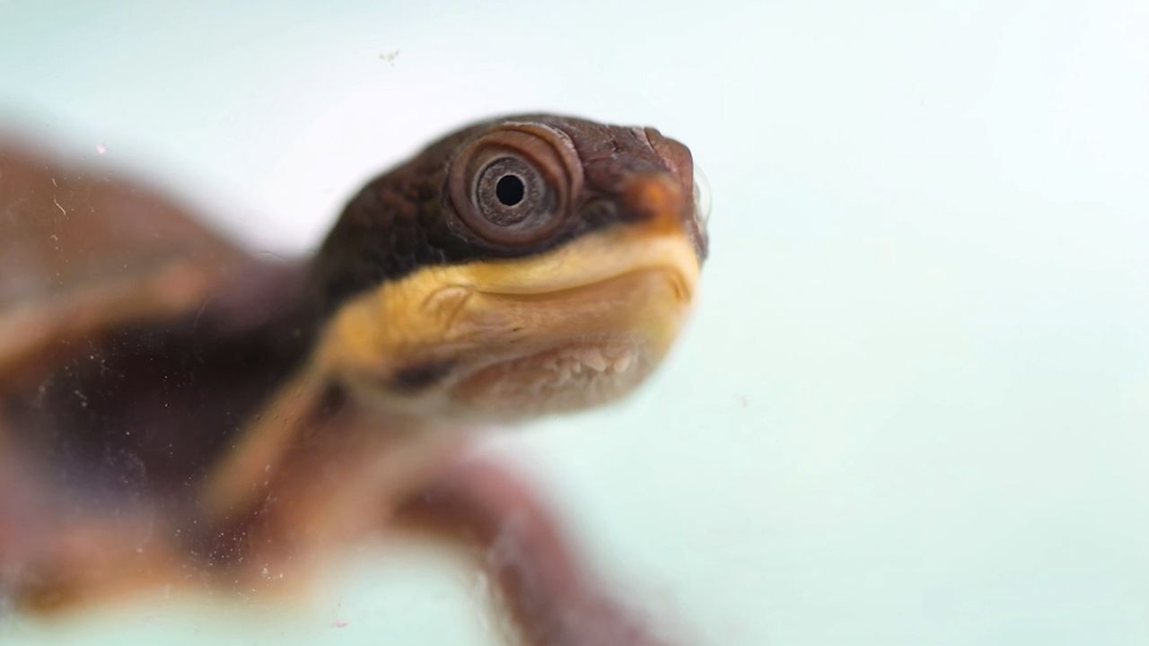 Australians welcome 172 endangered baby turtles in record-breaking ...