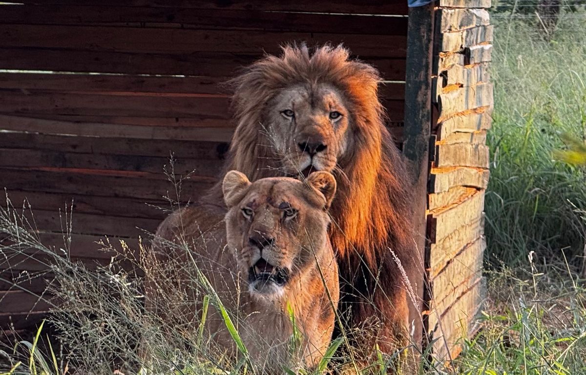 En vidéo : Des clips de raps sauvages à l’Afrique du Sud, l’histoire ...
