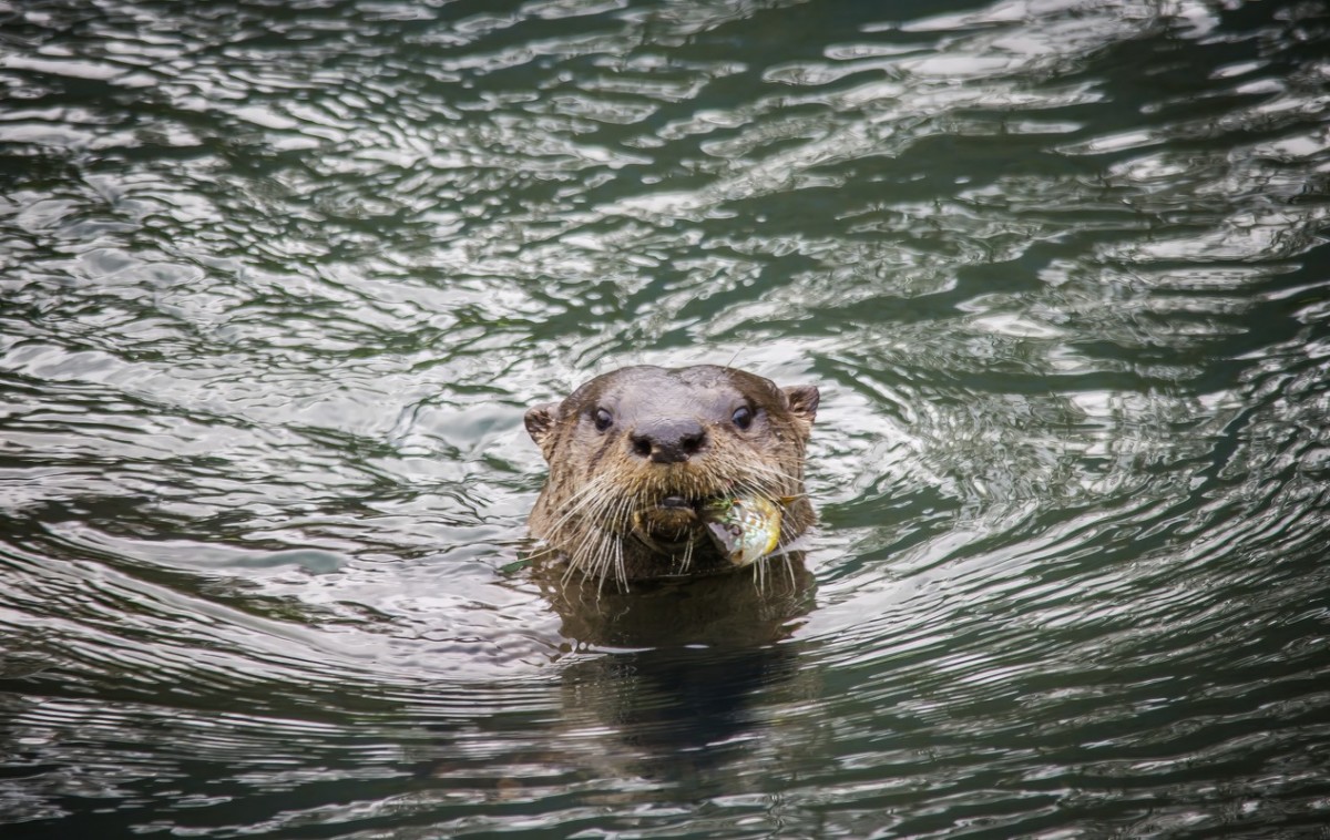 Rescued Otter's Dip in the Pool After a Long Walk Is Full of Kid-Like Vibes